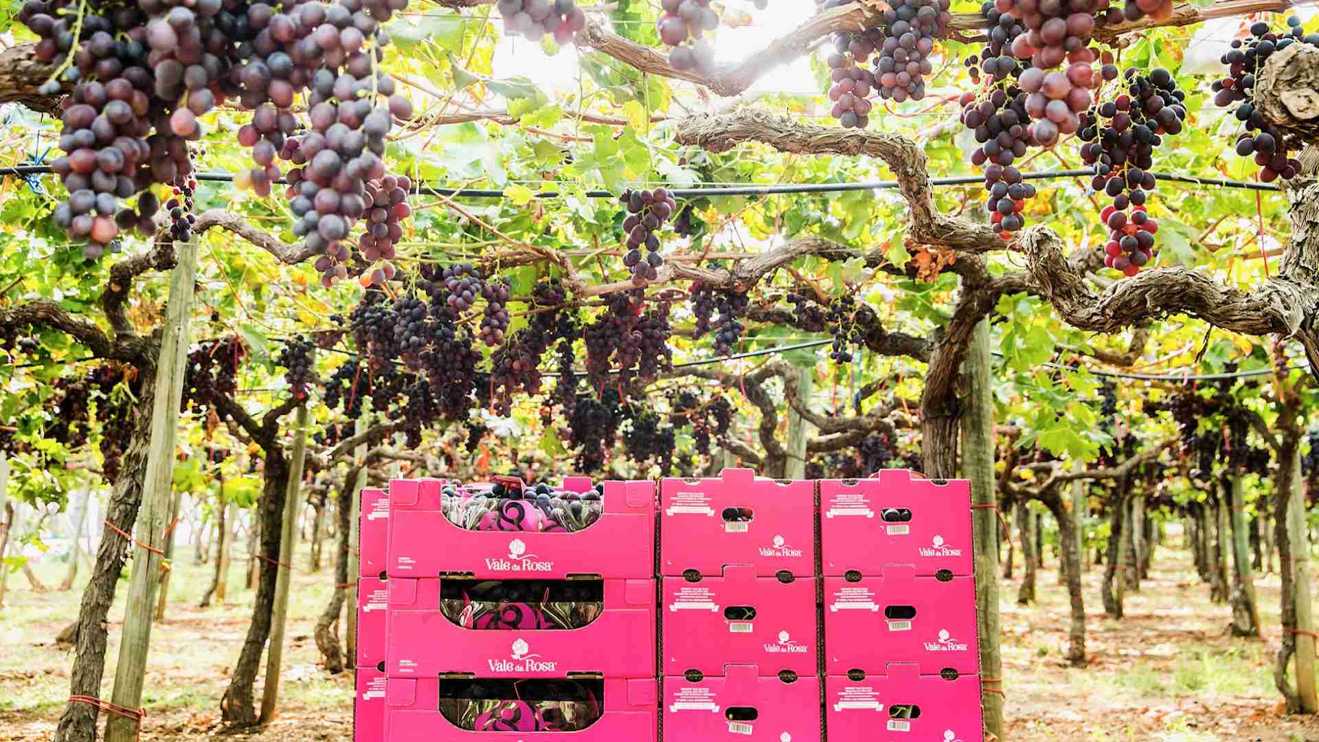 Vale da Rosa atinge 4.500 toneladas de uvas comercializadas em 2023 ...
