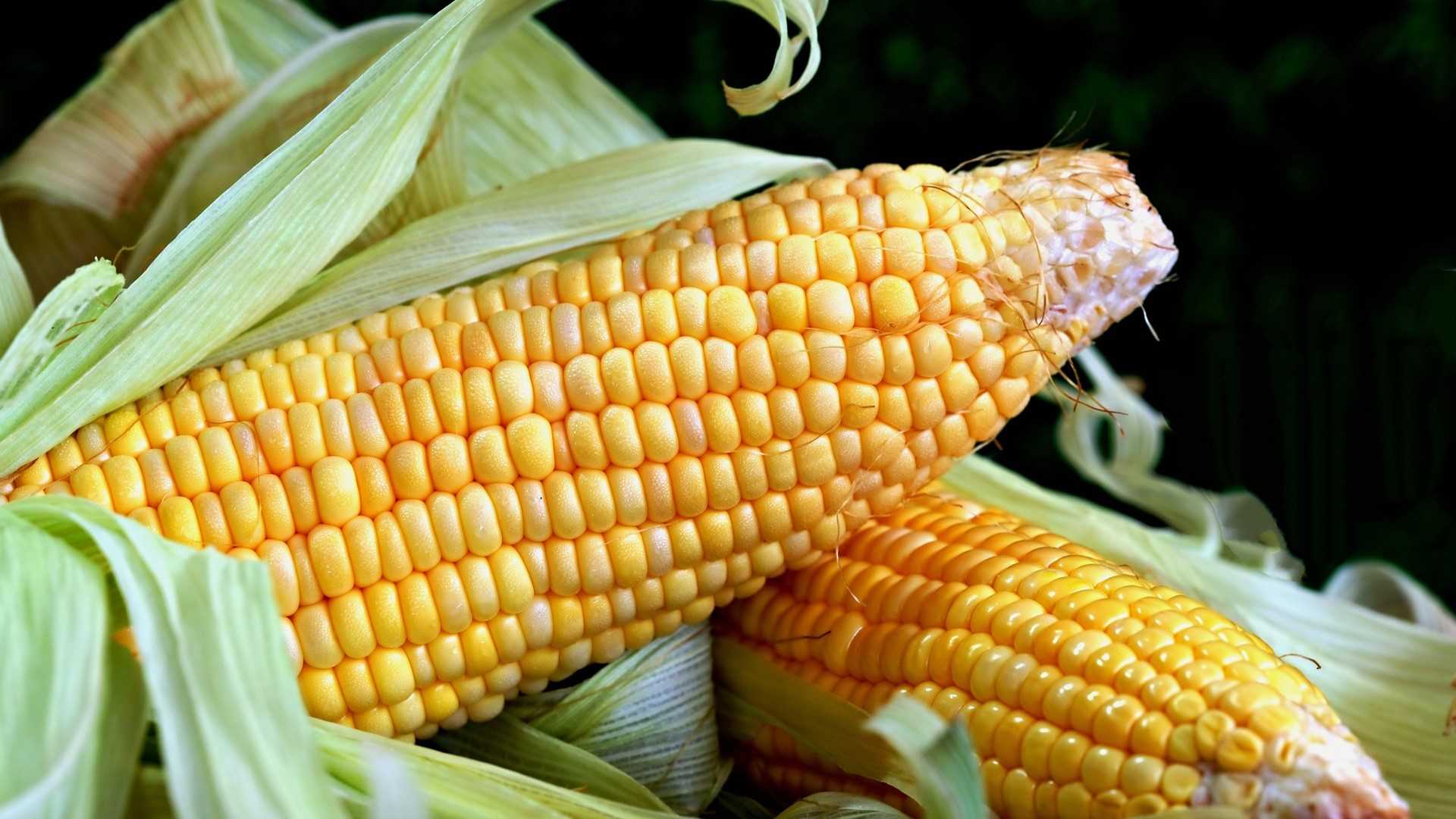 Reforma da PAC e Acordo Mercosul na agenda dos agricultores do Baixo ...